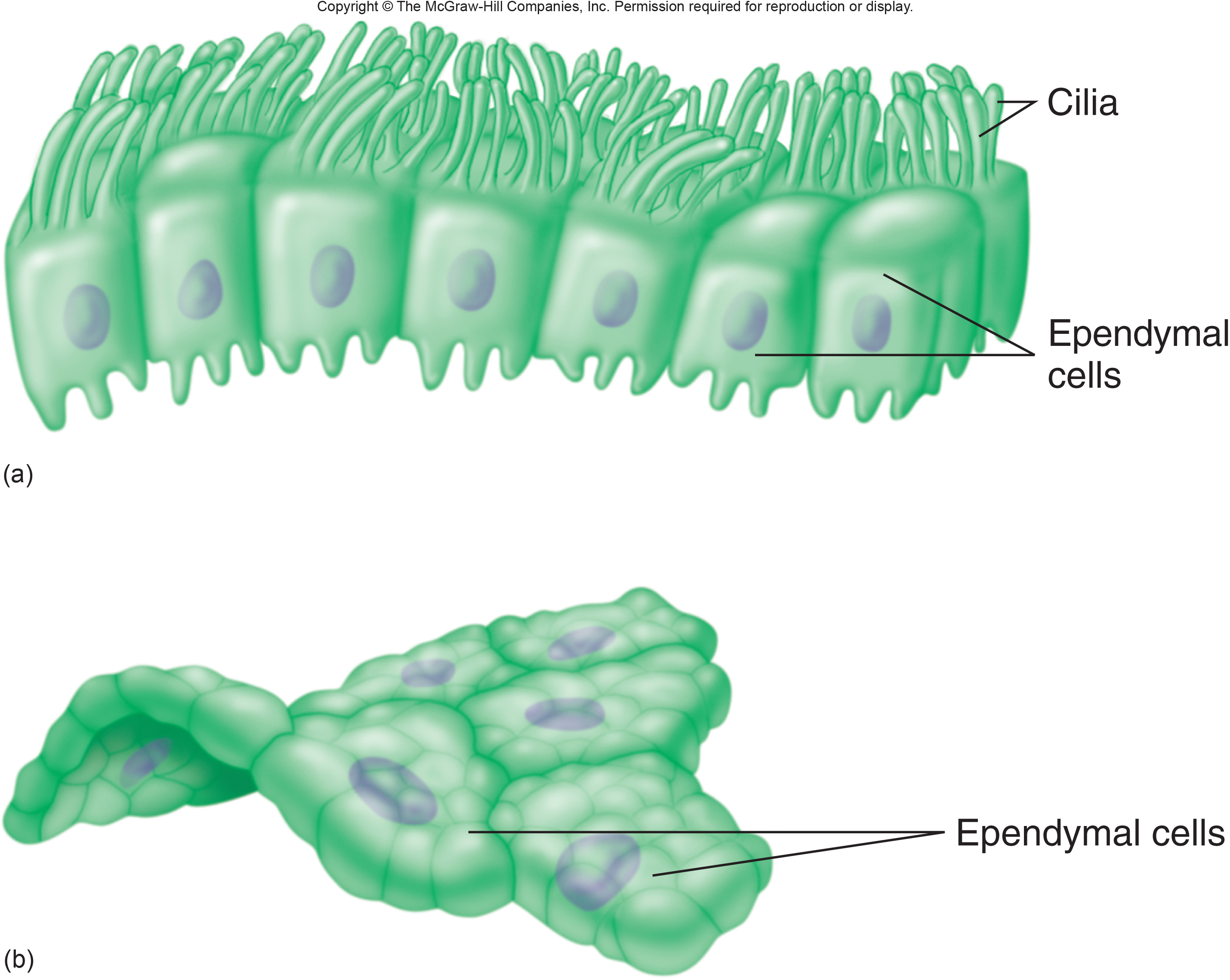 Ependymal Cells Diagram